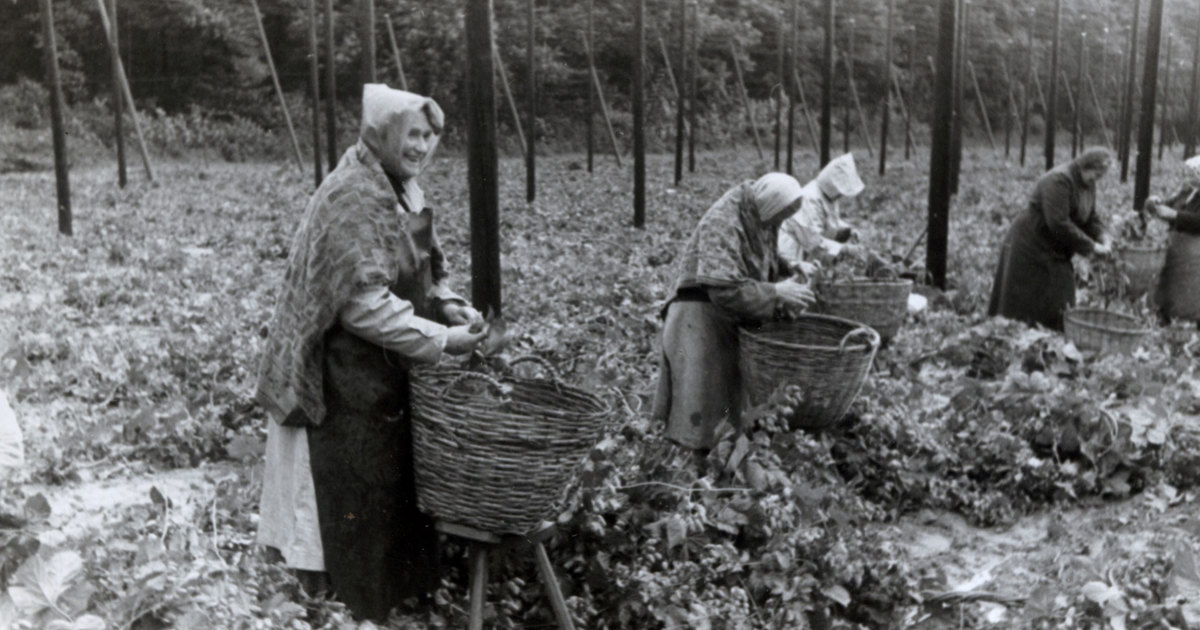 The Danish hop adventure - Home of Carlsberg